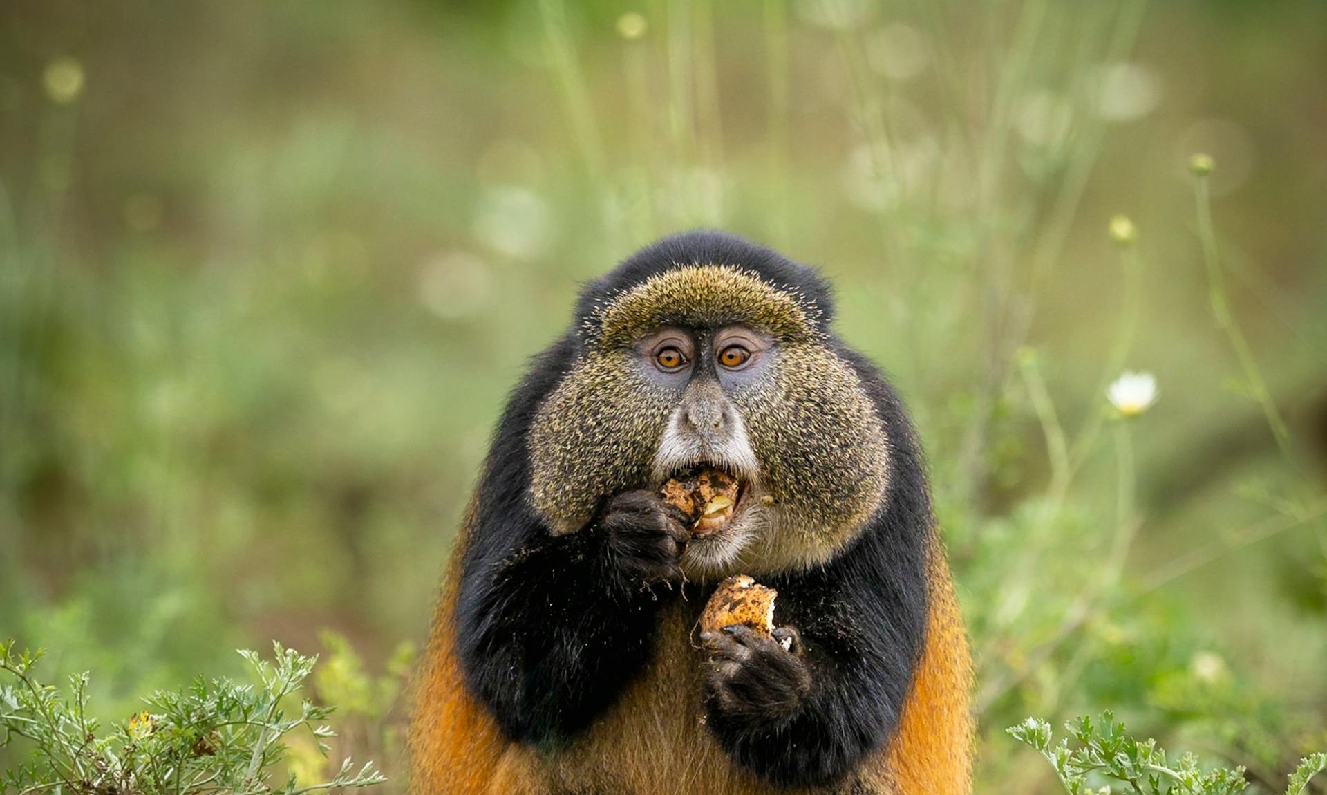 3-Day Rwanda Gorillas & Golden Monkey Tour