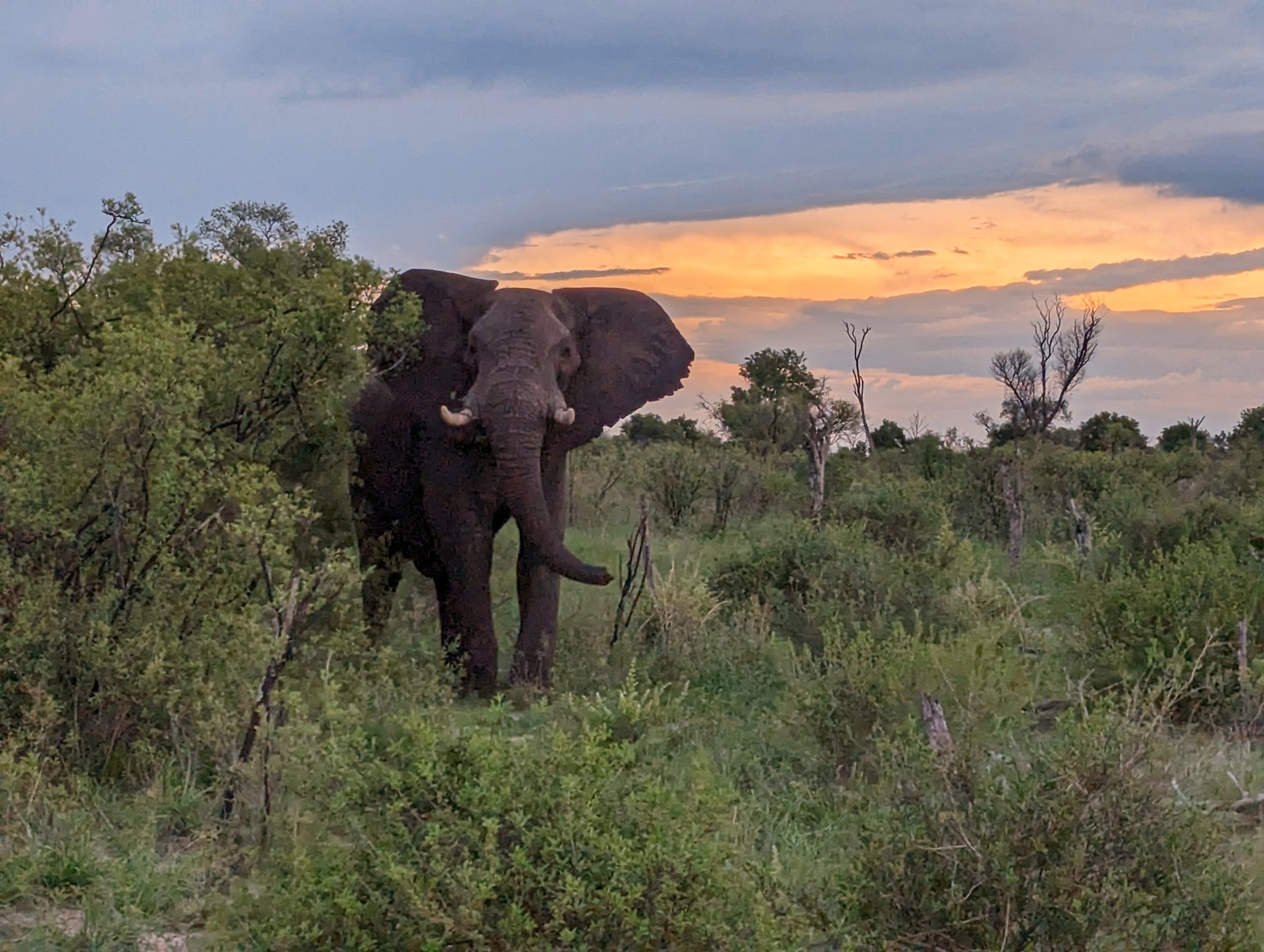 10-Day Zimbabwe & Hwange National Park Safari Tour