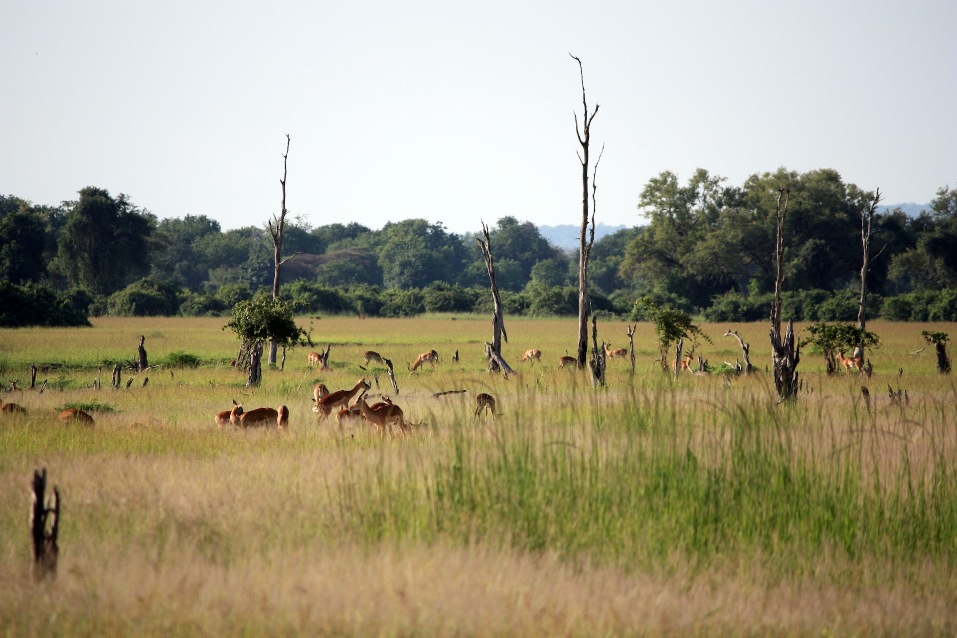 15-Day Zambia Safari & Waterfalls Luxury Tour